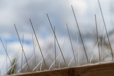 Effective Bird Spikes Installation for Clean, Protected Spaces